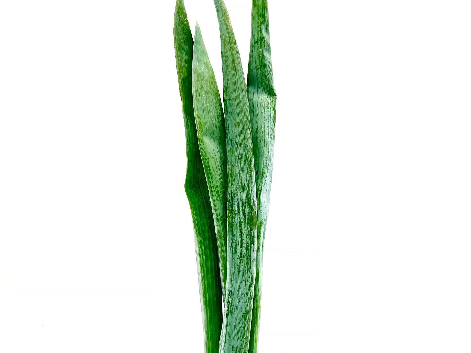 10 Delicious Ways to Use Jumbo Green Onions | Fresh from 4Roots Farm ...