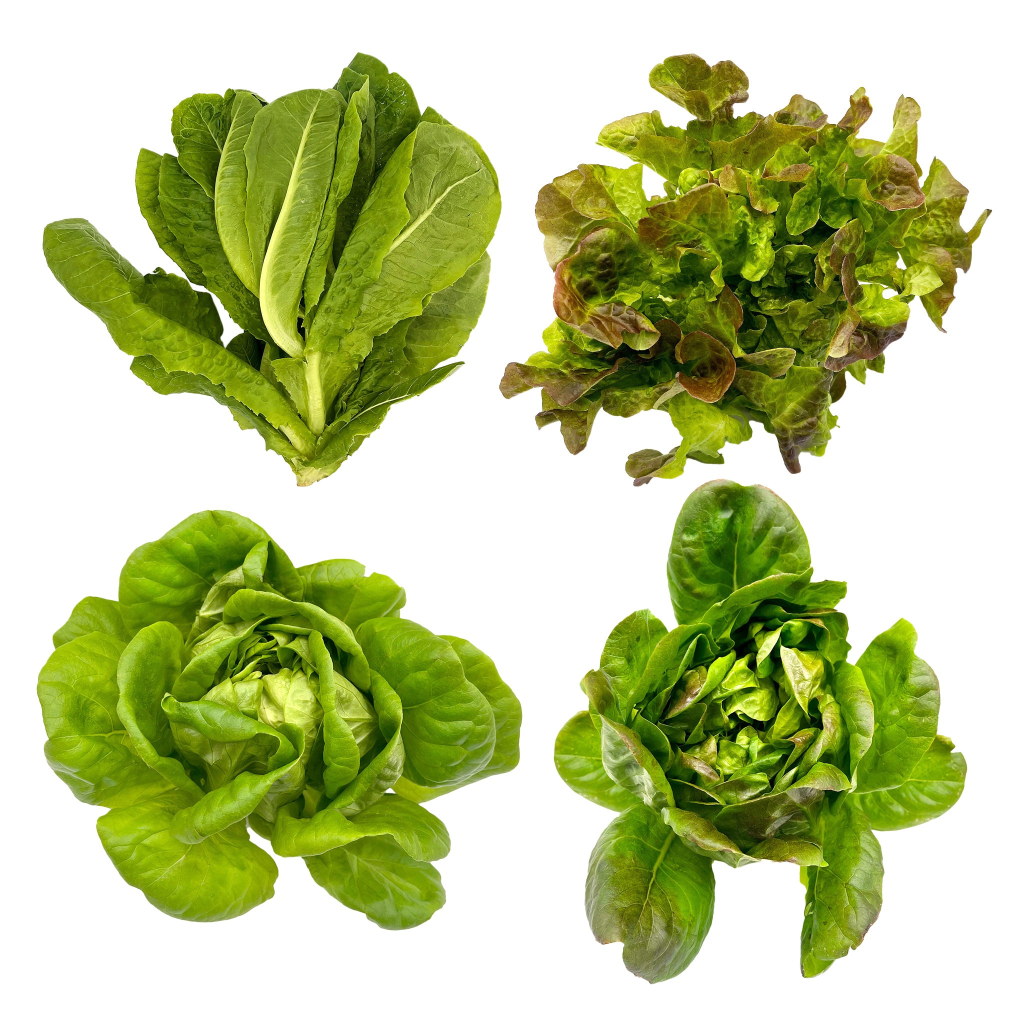 Aquaponic Seasonal Lettuce - Fresh & Locally Grown | 4Roots Farm Campus ...